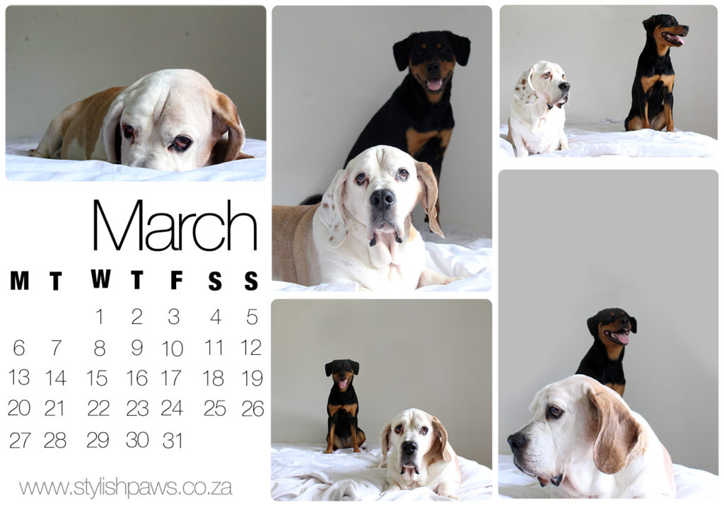 March - Stylish Paws