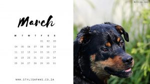 March - Stylish Paws