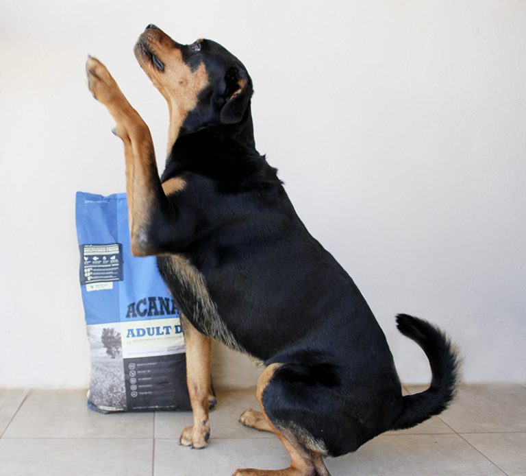 Acana Dog Food- Zara's Flavour of the Month - Stylish Paws