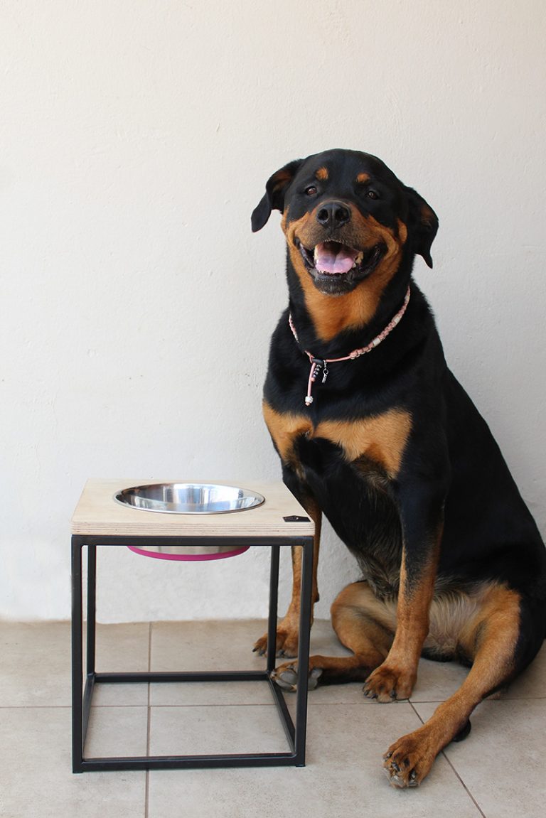 Petsville Product Review - Stylish Paws