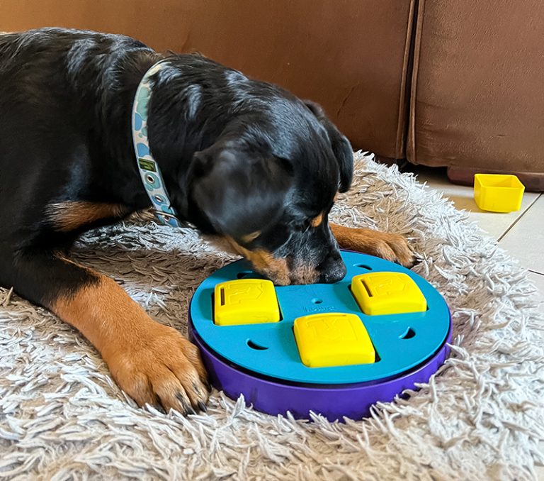 Puppy Enrichment. Part 1- Sniffari. - Stylish Paws